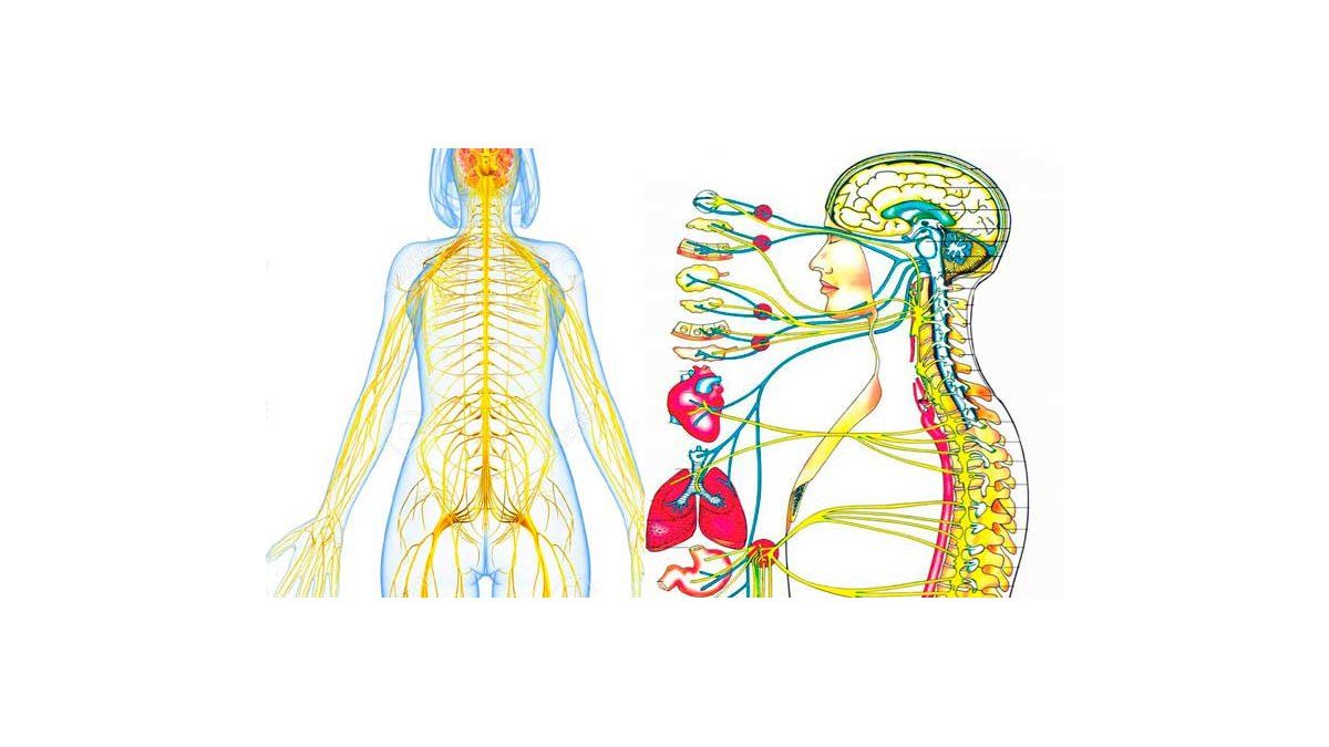 Por esta razón es que tienes que cuidar tu sistema nervioso como a tu vida | Vida sana