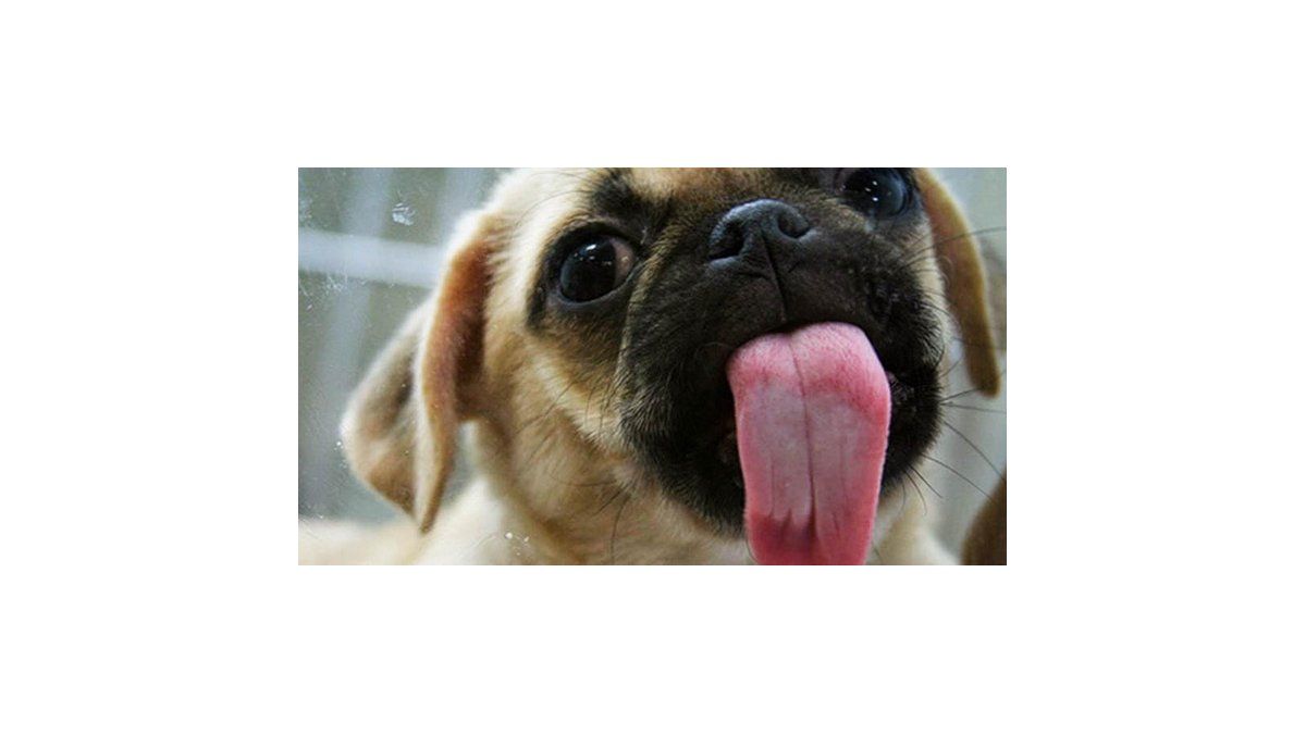 La saliva de tu perro tiene propiedades curativas que no conocías ...