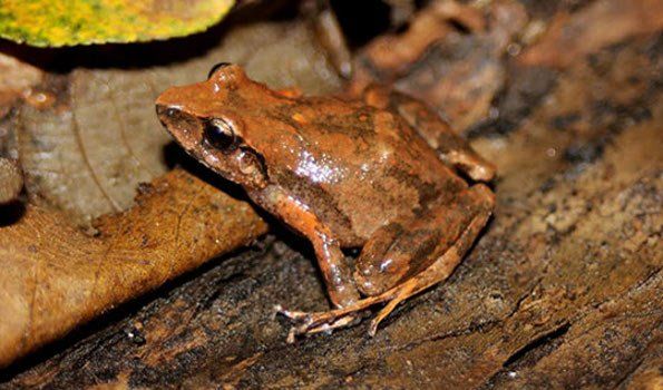 Descubren nueva especie de ranas en Jujuy