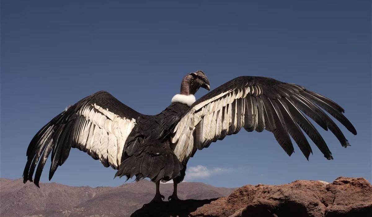 Inició el primer relevamiento anual del cóndor andino