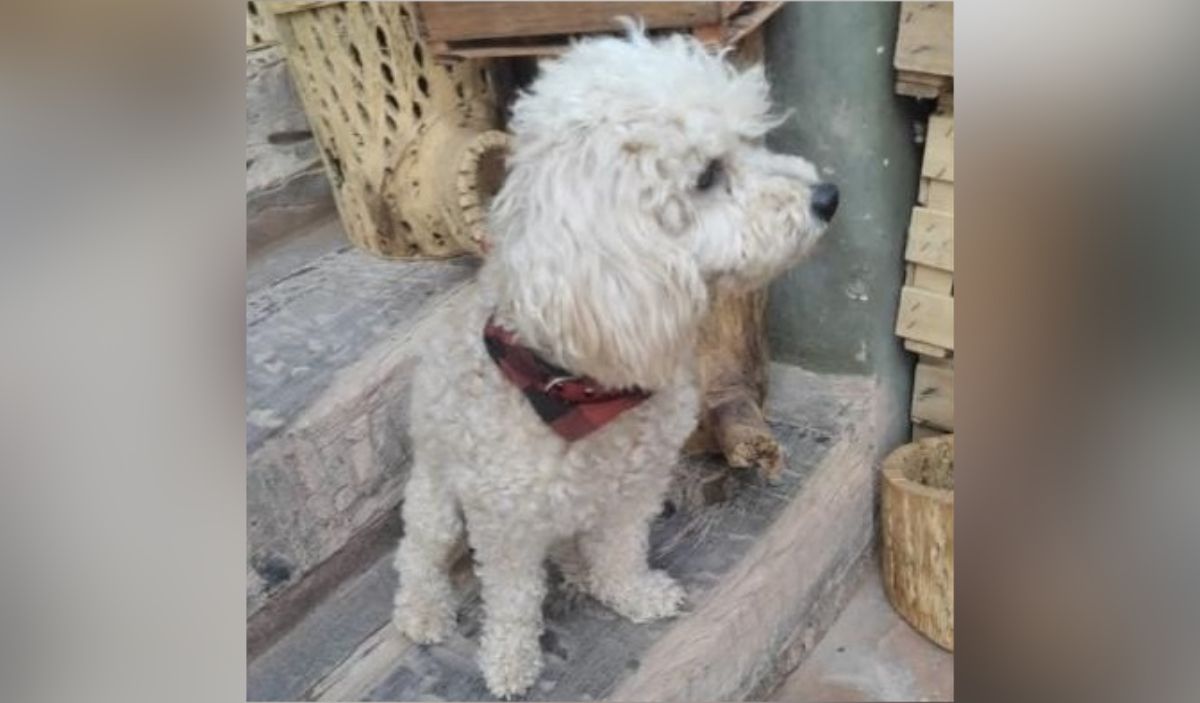 Buscan desesperadamente a un perrito extraviado en Purmamarca