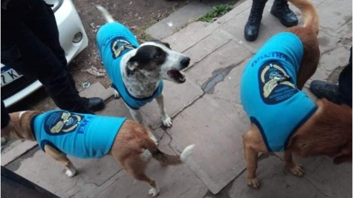 Policías abrigaron a los perritos que viven en la comisaría