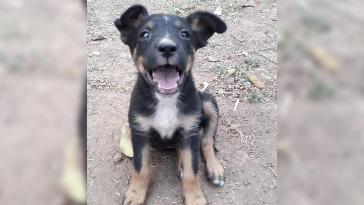 Parque Xibi-Xibi: Este domingo se hará una feria de adopción