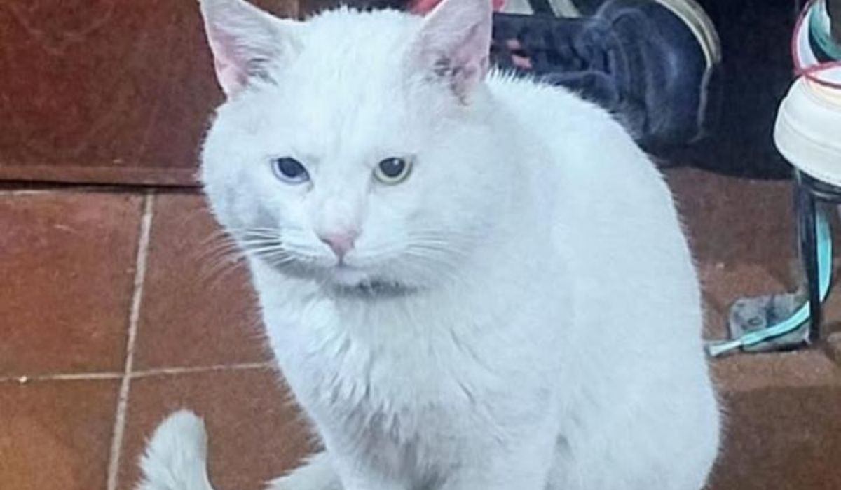 Barrio Azopardo: buscan a Zuki, un gato enfermo