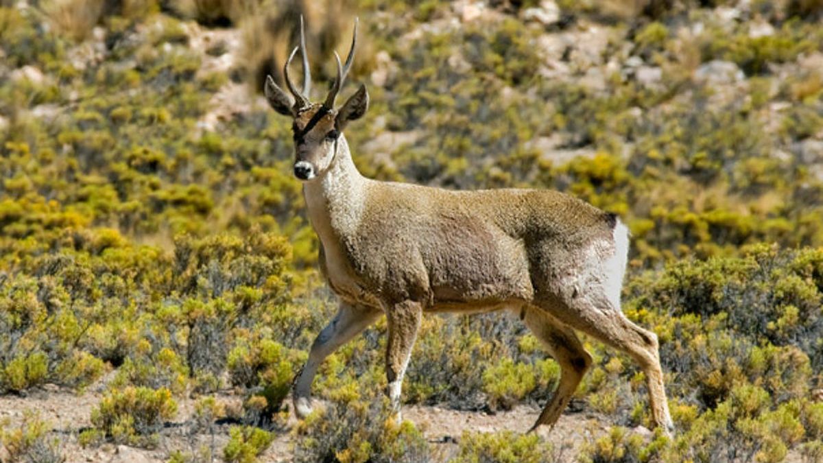 Preservarán tarucas en Volcán