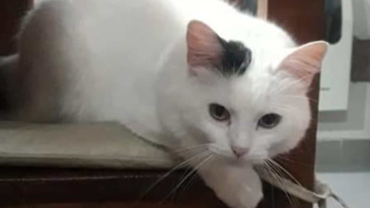 Los Perales: Michula es intensamente buscada