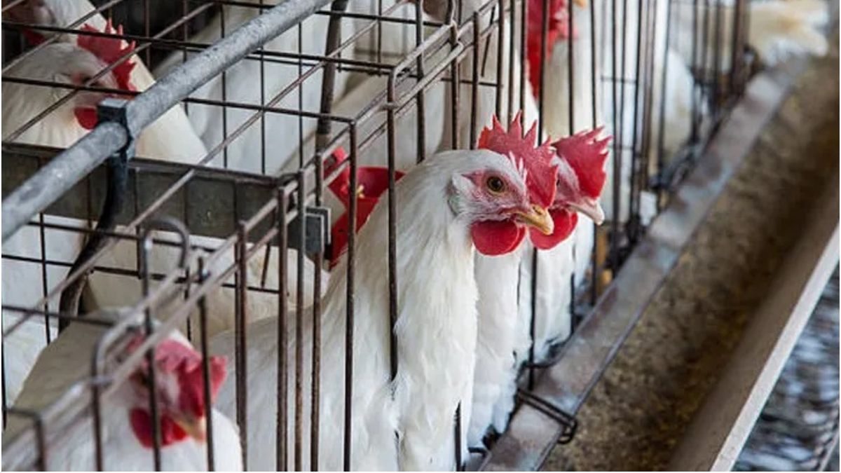 Gripe aviar: el gobierno prohibió la venta y el traslado de aves vivas