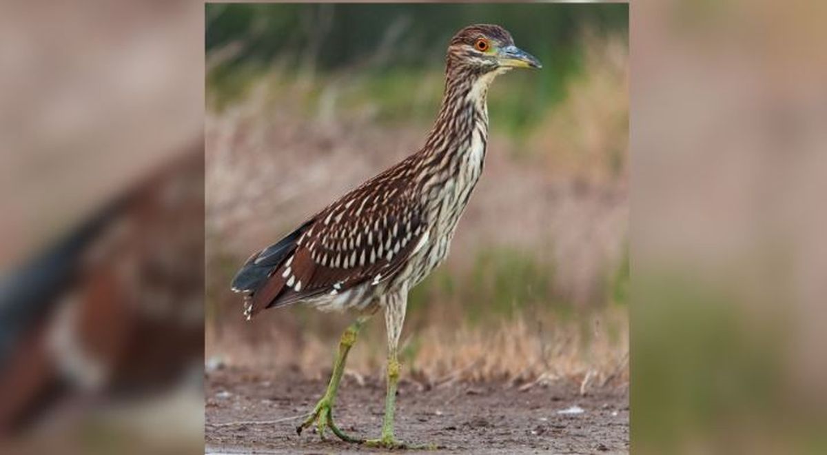 Un pichón ave bruja deambulada por plaza de Tilcara y fue rescatado