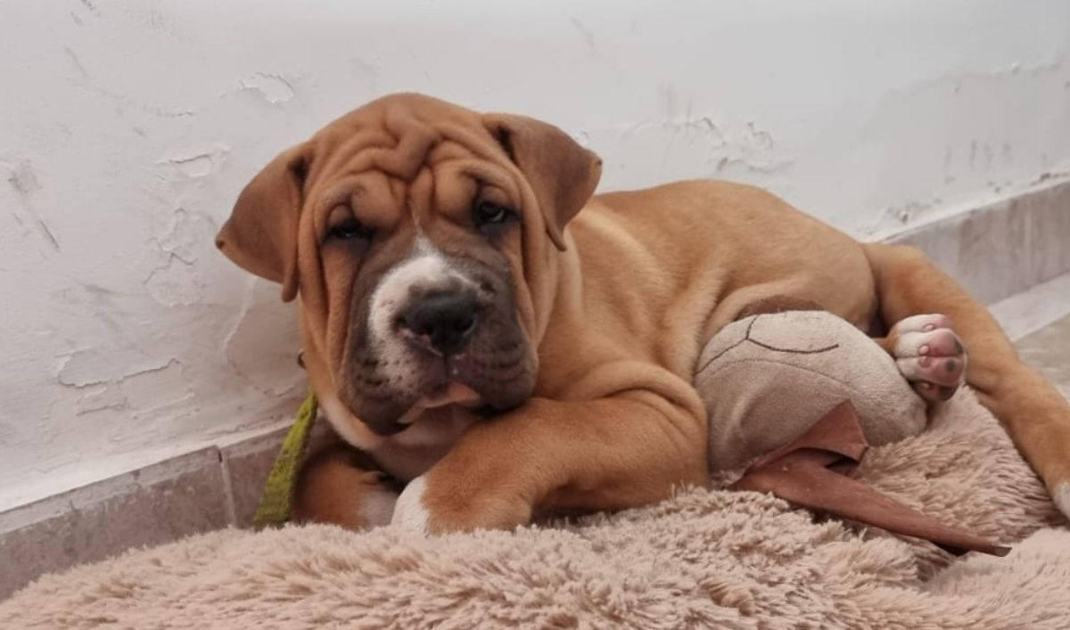 Barrio Chijra: buscan desesperadamente al perro Kaiser