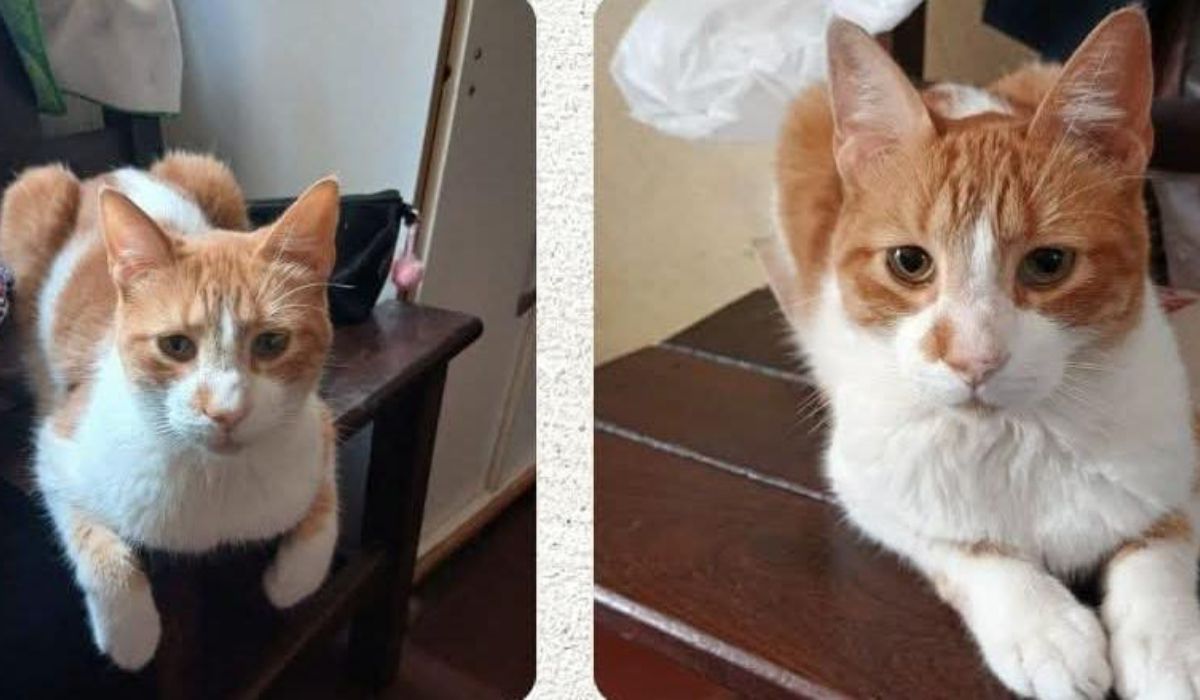 Geovanni, un gato enfermo, sigue perdido en barrio Los Perales