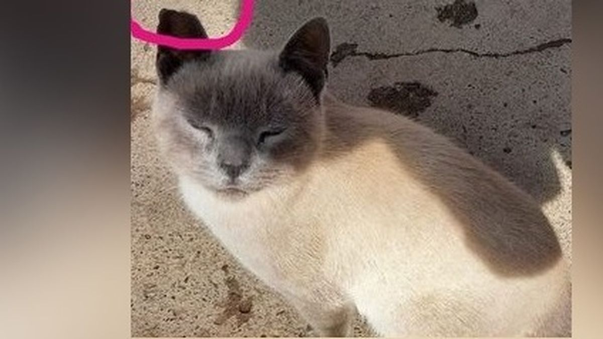 Sargento Cabral: buscan a Miley, el gato con oreja partida