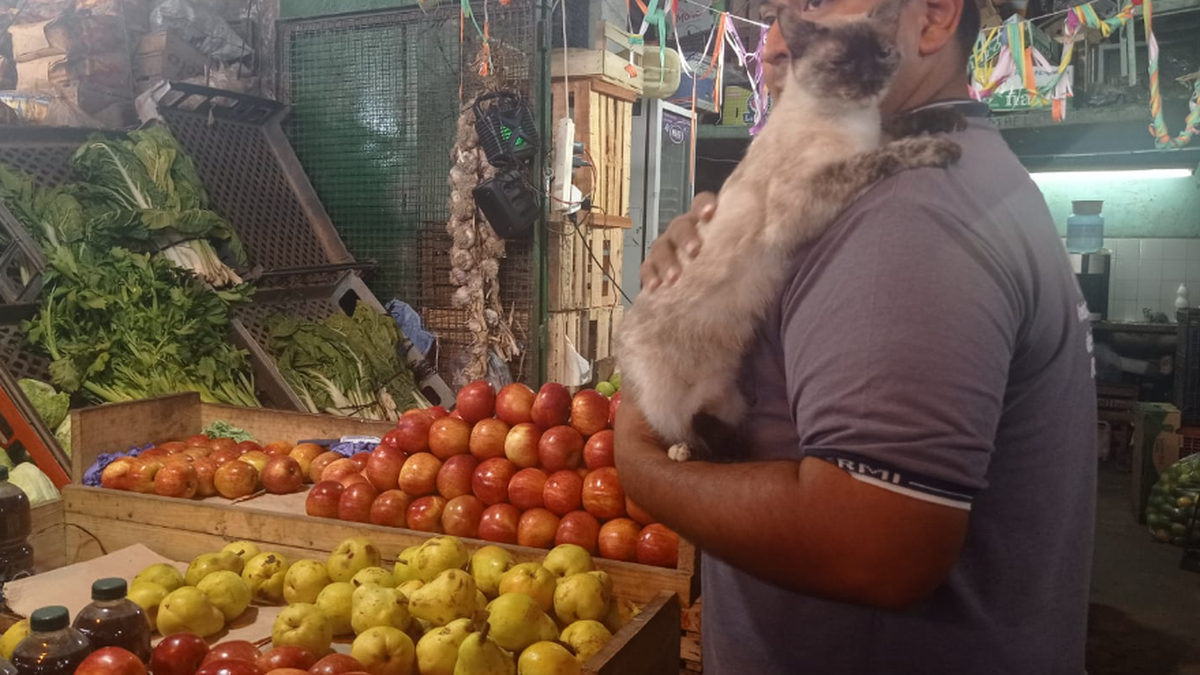 La conocen como la gatita verdulera de Jujuy, su historia es conmovedora