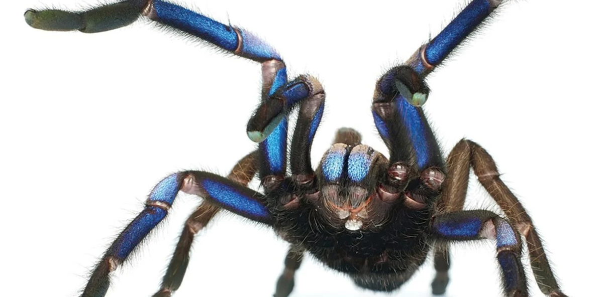 Descubren una increíble tarántula de color azul eléctrico
