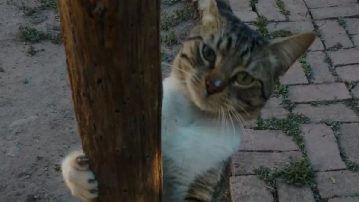Perico: buscan a Neo