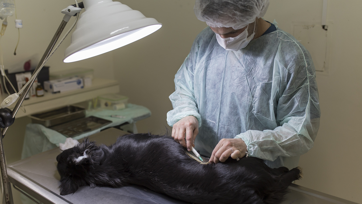 Ya se pueden reservar turnos para castrar a tu mascota