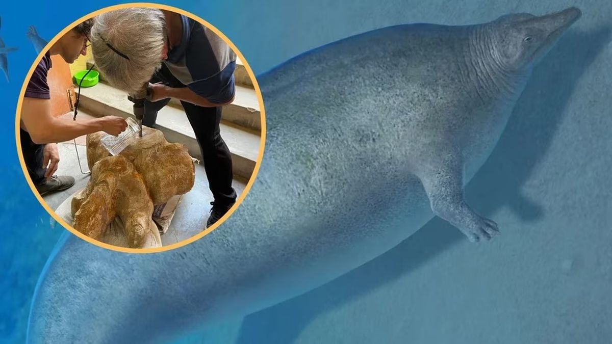 Hallan fósil del animal más pesado de la Tierra, se le llama Perucetus ...