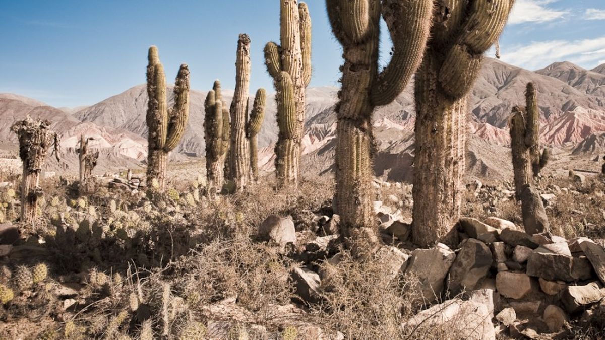 Promueven uso sustentable de madera de cardón muerto para proteger ...