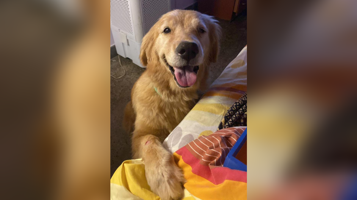 Kira tiene Piometra y necesita ayuda para ser operada