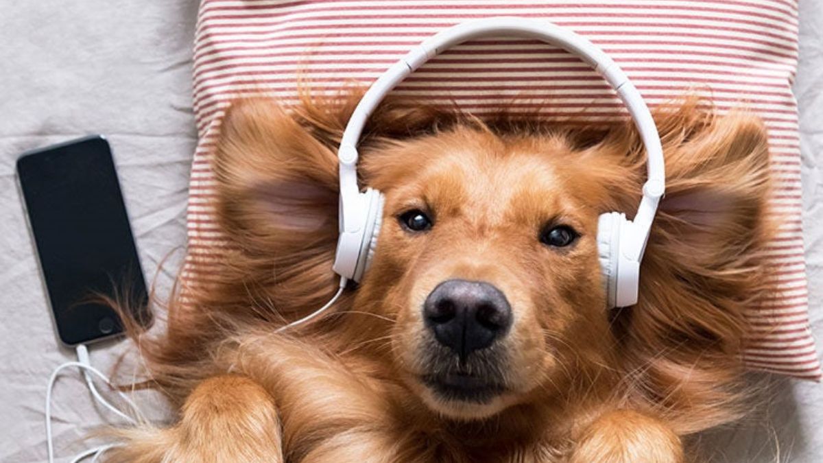 Recitales caninos, una tendencia que cobra fuerza