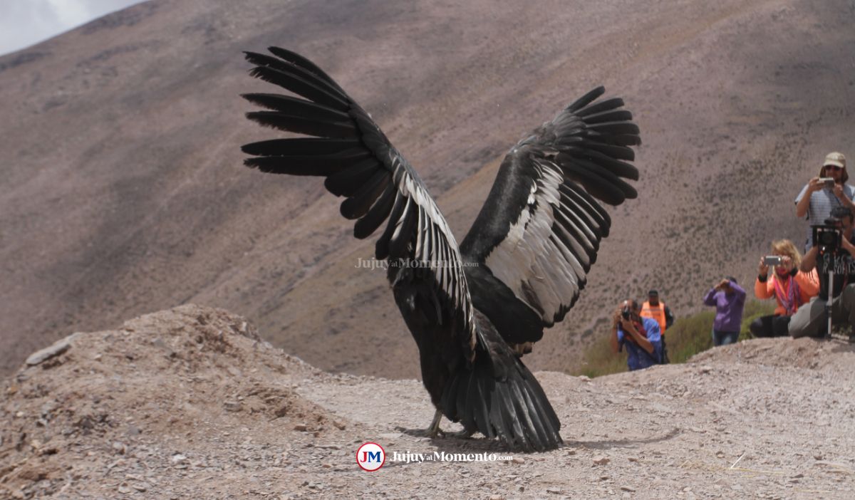 El Cóndor Andino fue declarado Monumento Natural de la provincia