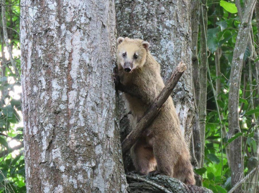 Las increíbles fotos de una familia de coatíes en el Parque Nacional ...