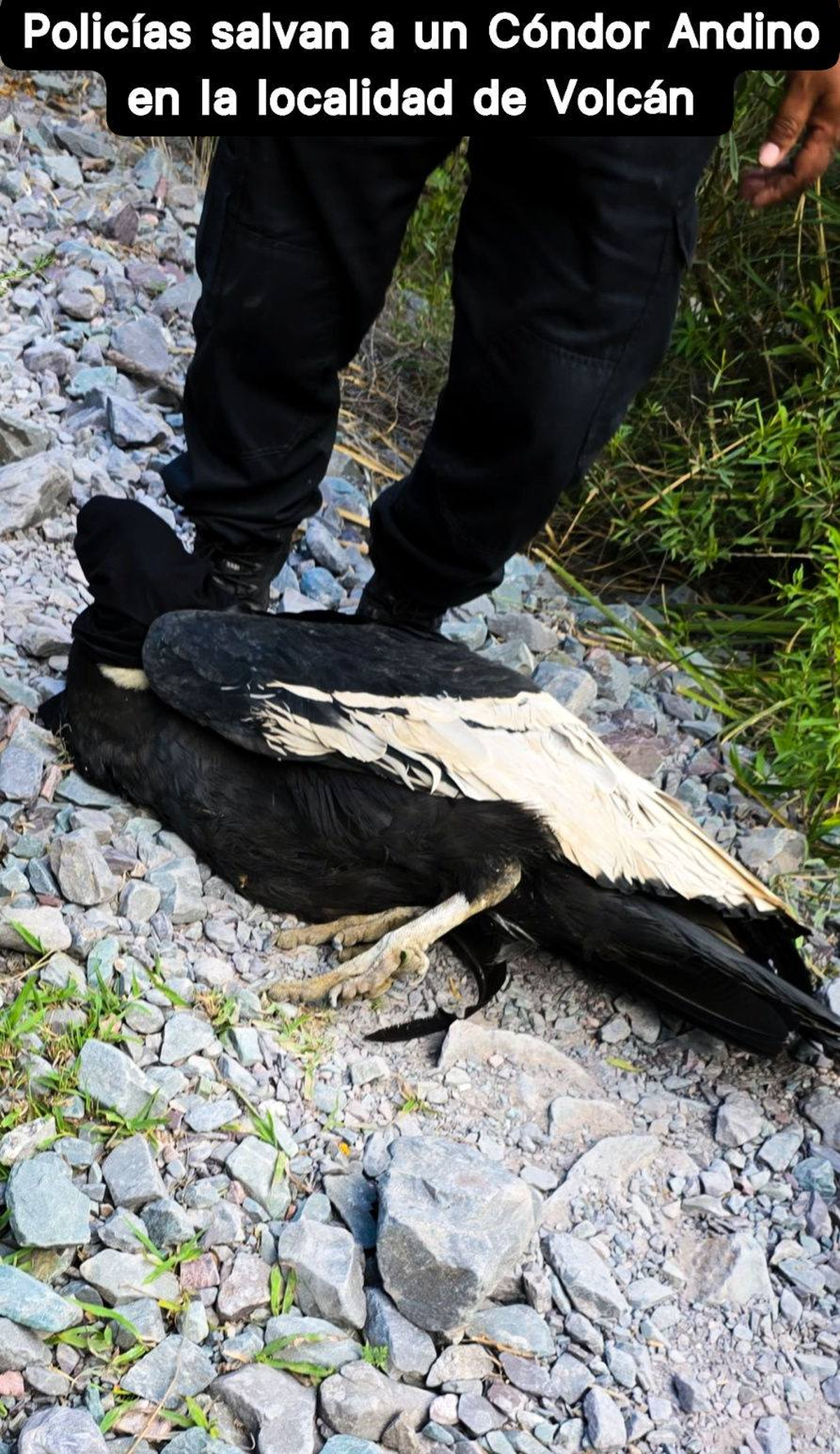 Volcán: rescataron a un cóndor andino herido e imposibilitado de volar