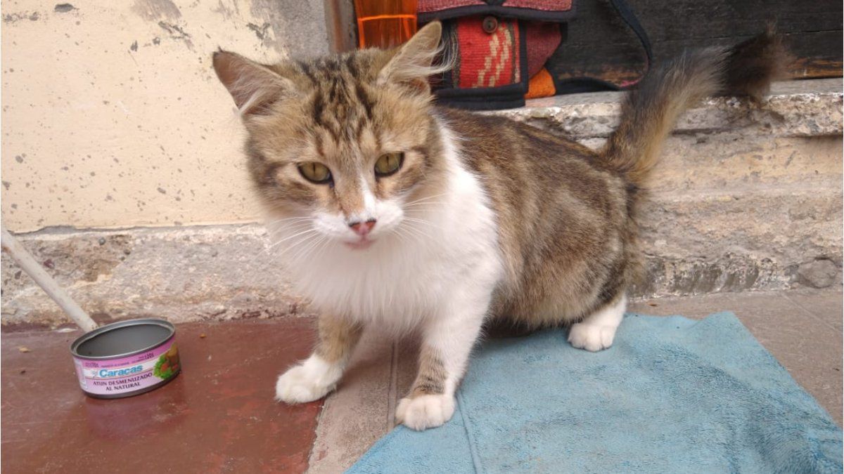 Últimas noticias sobre jam mascotero