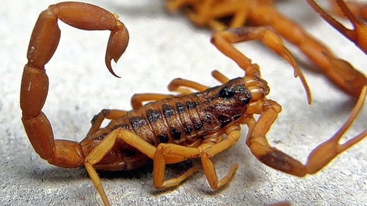 Picadura de alacrán: cómo evitarlo en el hogar y qué hacer ante el riesgo