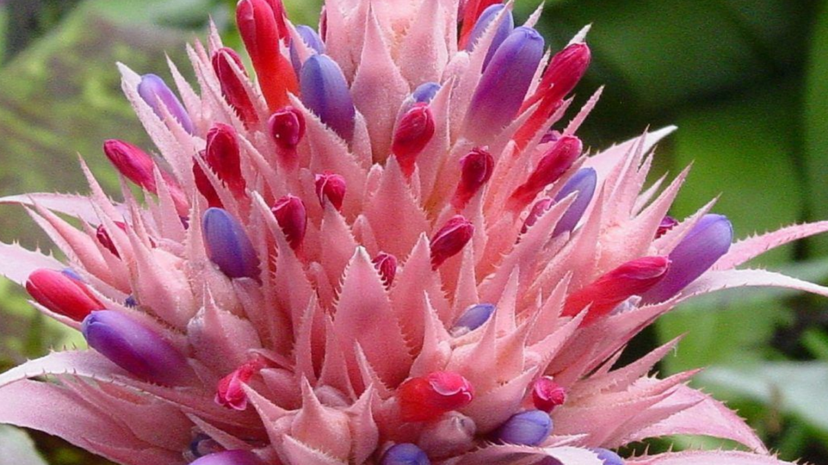 Epífitas: conoce las plantas que son tendencia para decorar el hogar