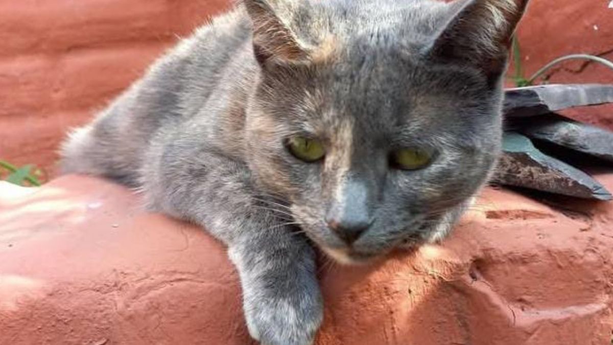 Buscan a una gata perdida en barrio Cuyaya