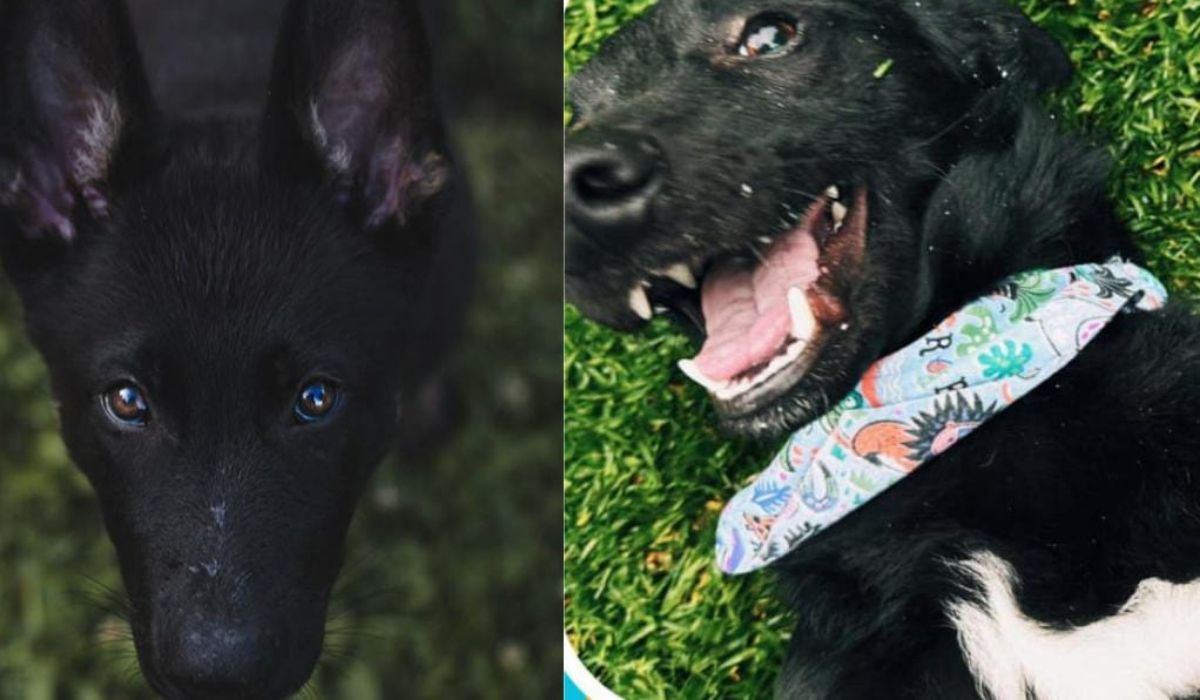 Pasan los días y Atro no consigue un hogar