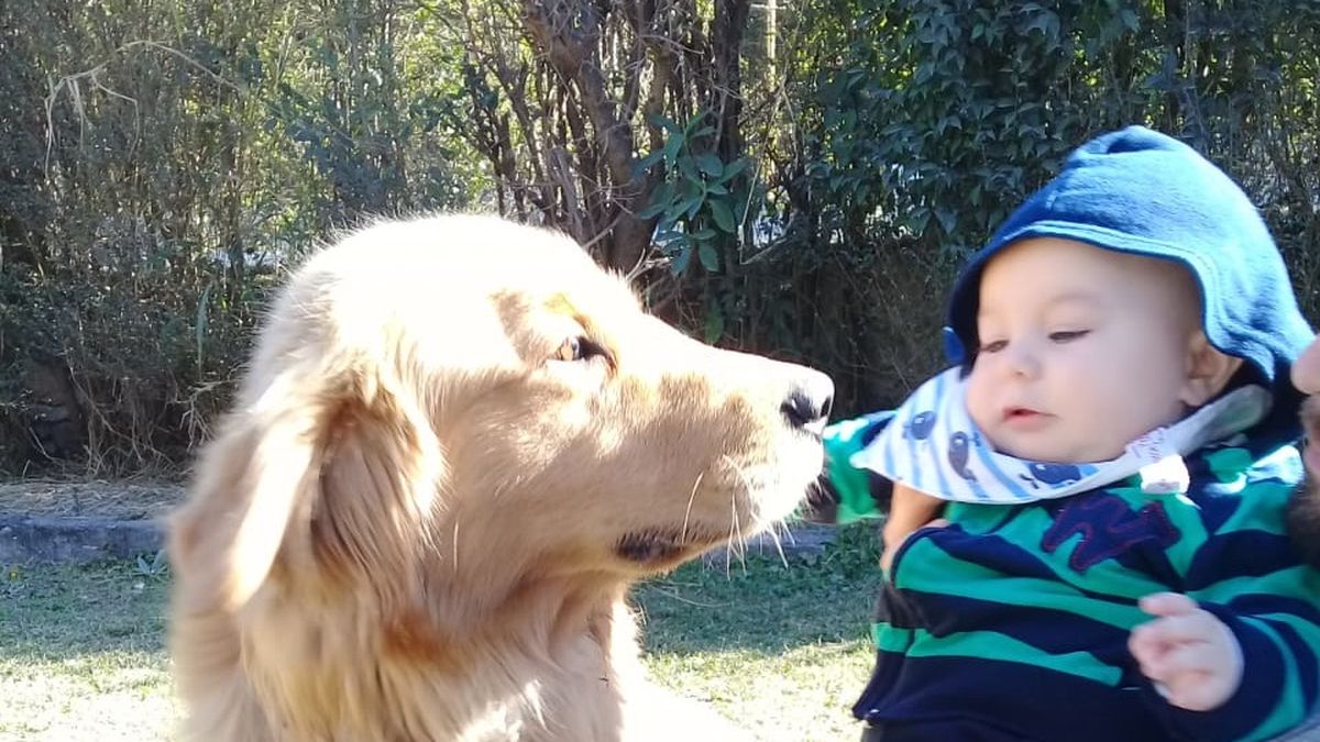 Buscan a Ciro, un perro extraviado en Yala