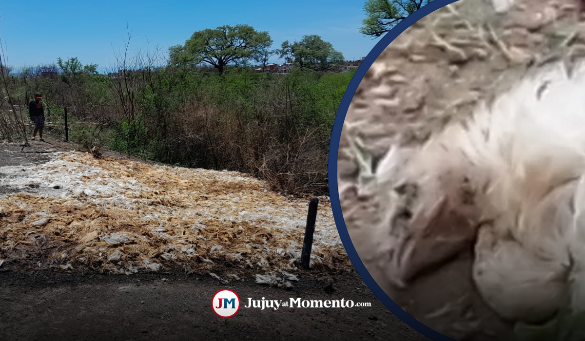 Horror y misterio: vecinos encontraron más de un centenar de pollos muertos