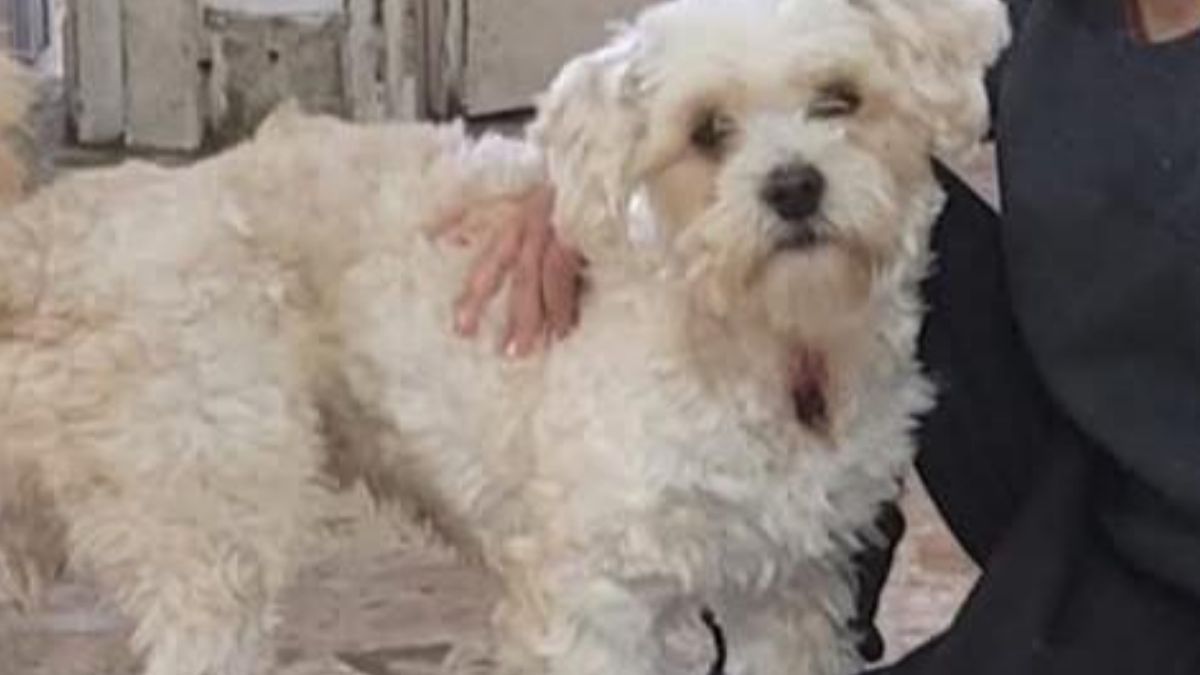 Oso se perdió en barrio Gorriti