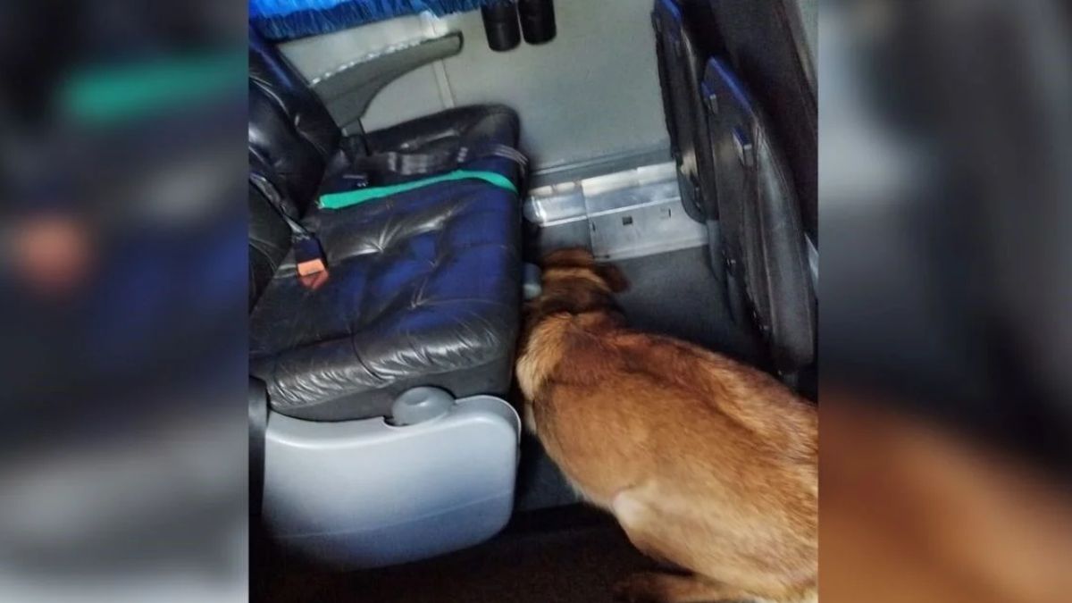Un perro antinarcóticos detectó 2 kg. de cocaína en un micro que salió ...