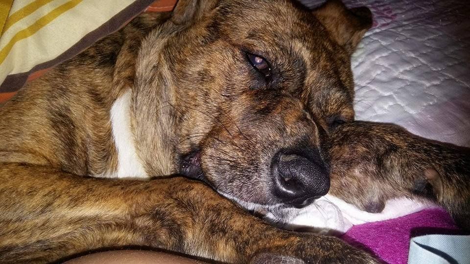 A tres meses, se estancó el caso del perrito despellejado