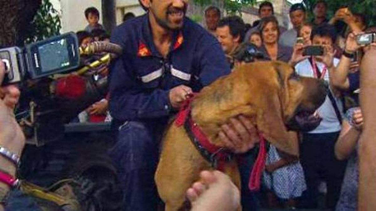 Chester, el perro que encontró a Francesca y se llevó la ovación de todos