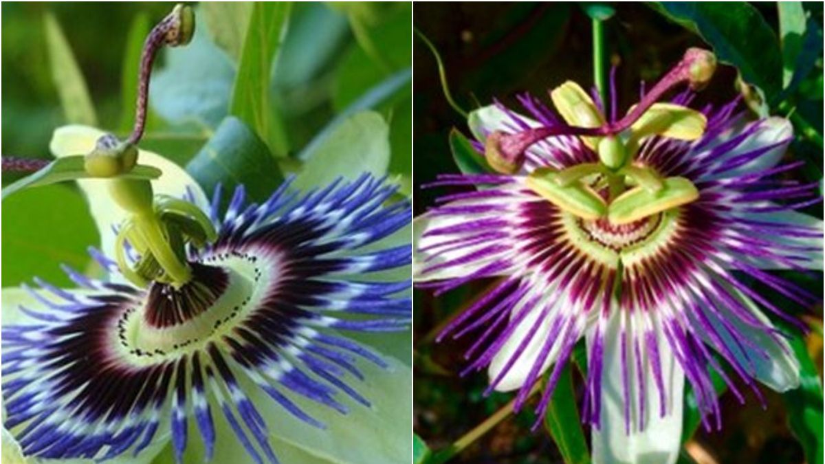 Leyenda de la flor del Mburucuyá