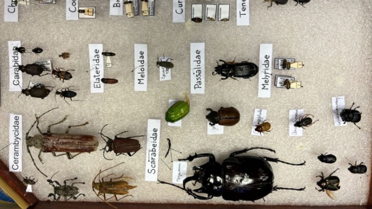 Tipos de insectos en Jujuy: características y el valioso rol que tienen ...