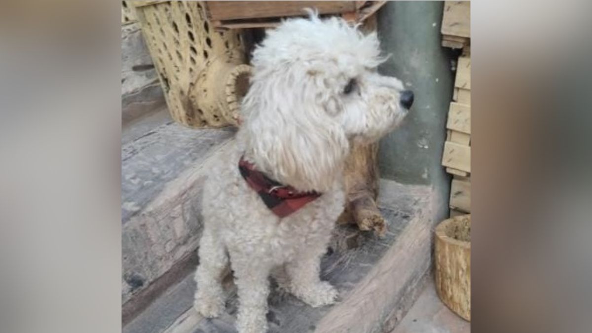 Buscan desesperadamente a un perrito extraviado en Purmamarca
