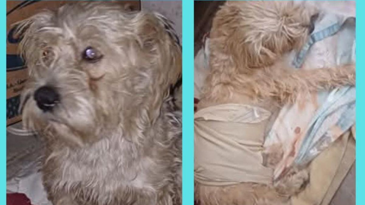 Barrio Santa Rita: ¡Urgente! un perro necesita un hogar