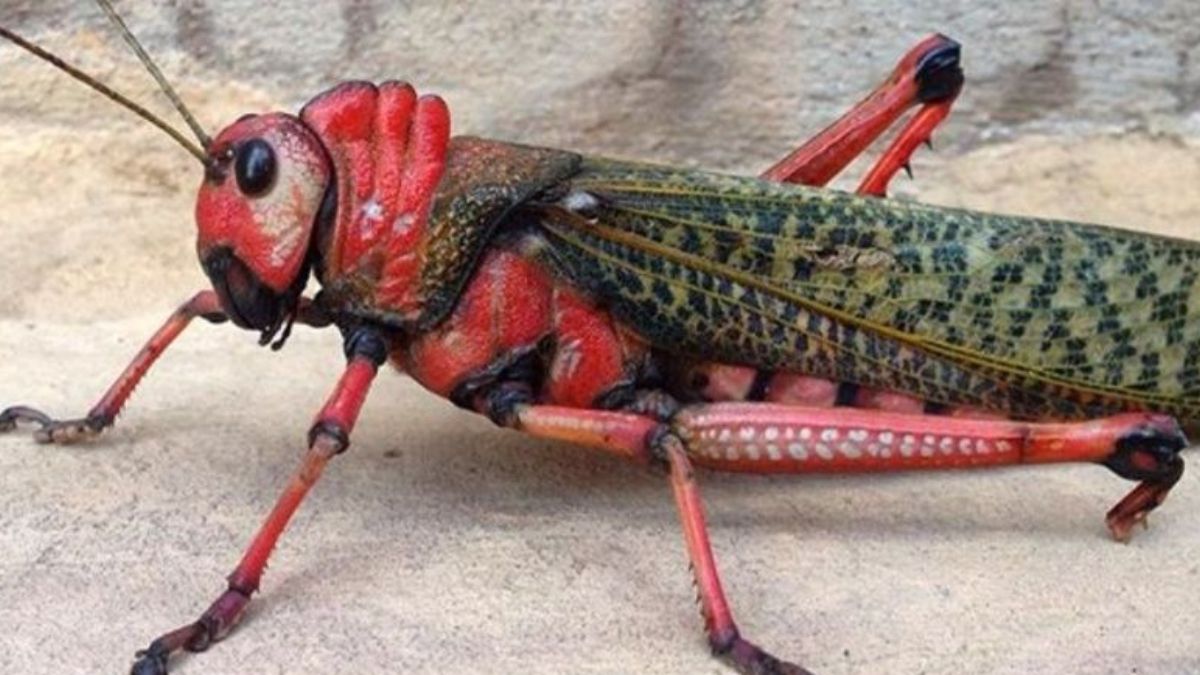 Un insecto gigante apareció en el patio de una casa