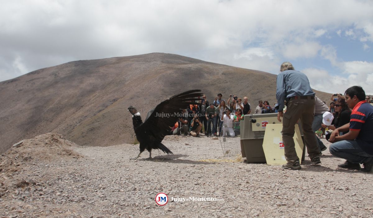 El Cóndor Andino fue declarado Monumento Natural de la provincia
