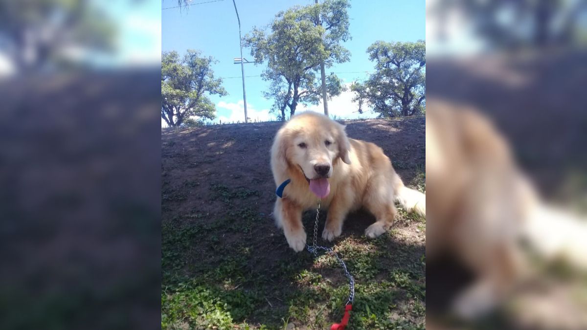 Desesperada búsqueda por el perro Sam