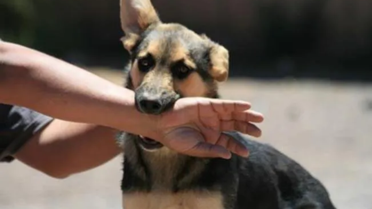 Rabia: qué es, los síntomas y cómo saber si tu mascota la tiene