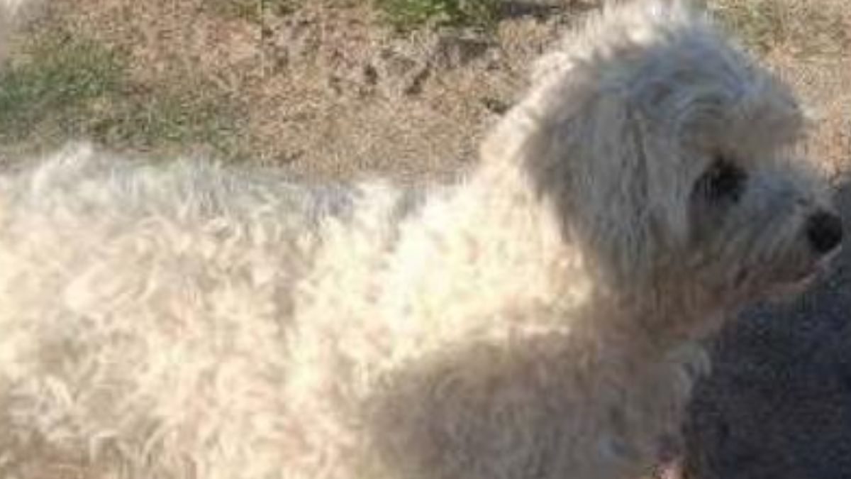 La Quiaca: ofrecen recompensa por una caniche