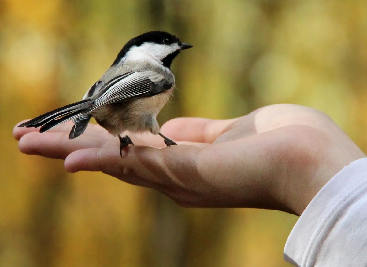 ¿Qué significa que un pajarito entre en tu casa? ¿Qué significa que un pajarito entre en tu casa?
