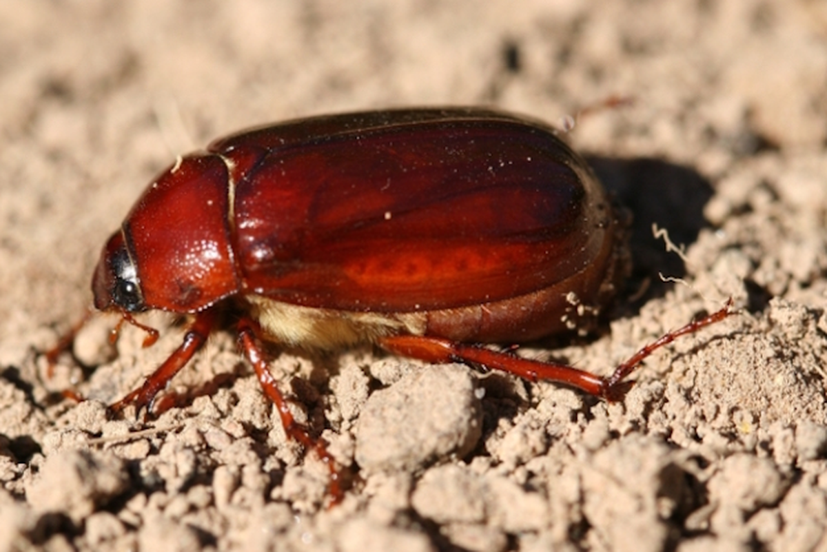 Tipos de insectos en Jujuy: características y el valioso rol que tienen ...