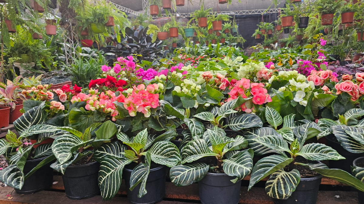 El calor agobiante complica la producción y venta de plantas en Perico