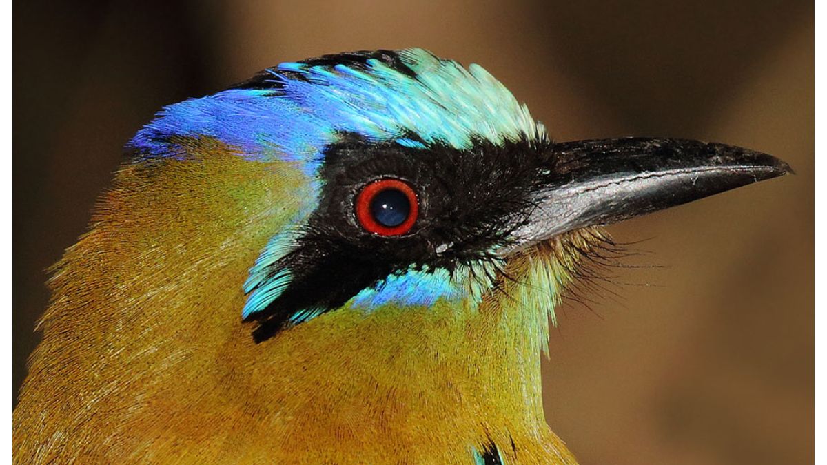 10 de enero: día mundial de las aves